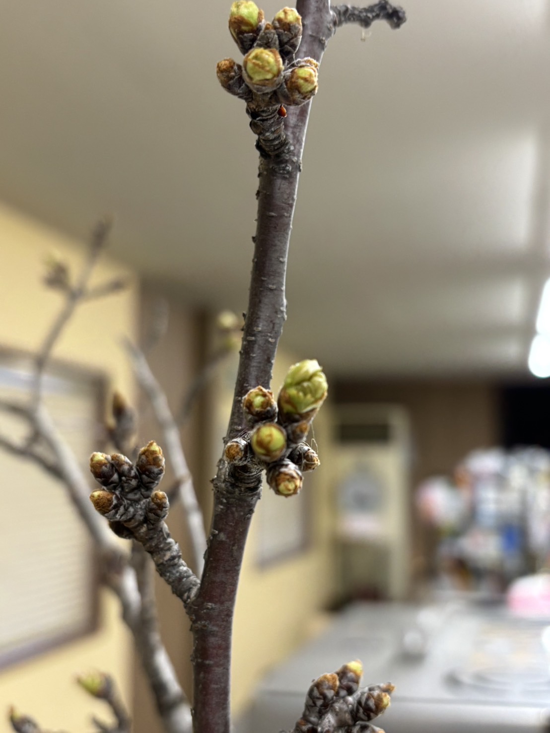 桜 無事に咲きました